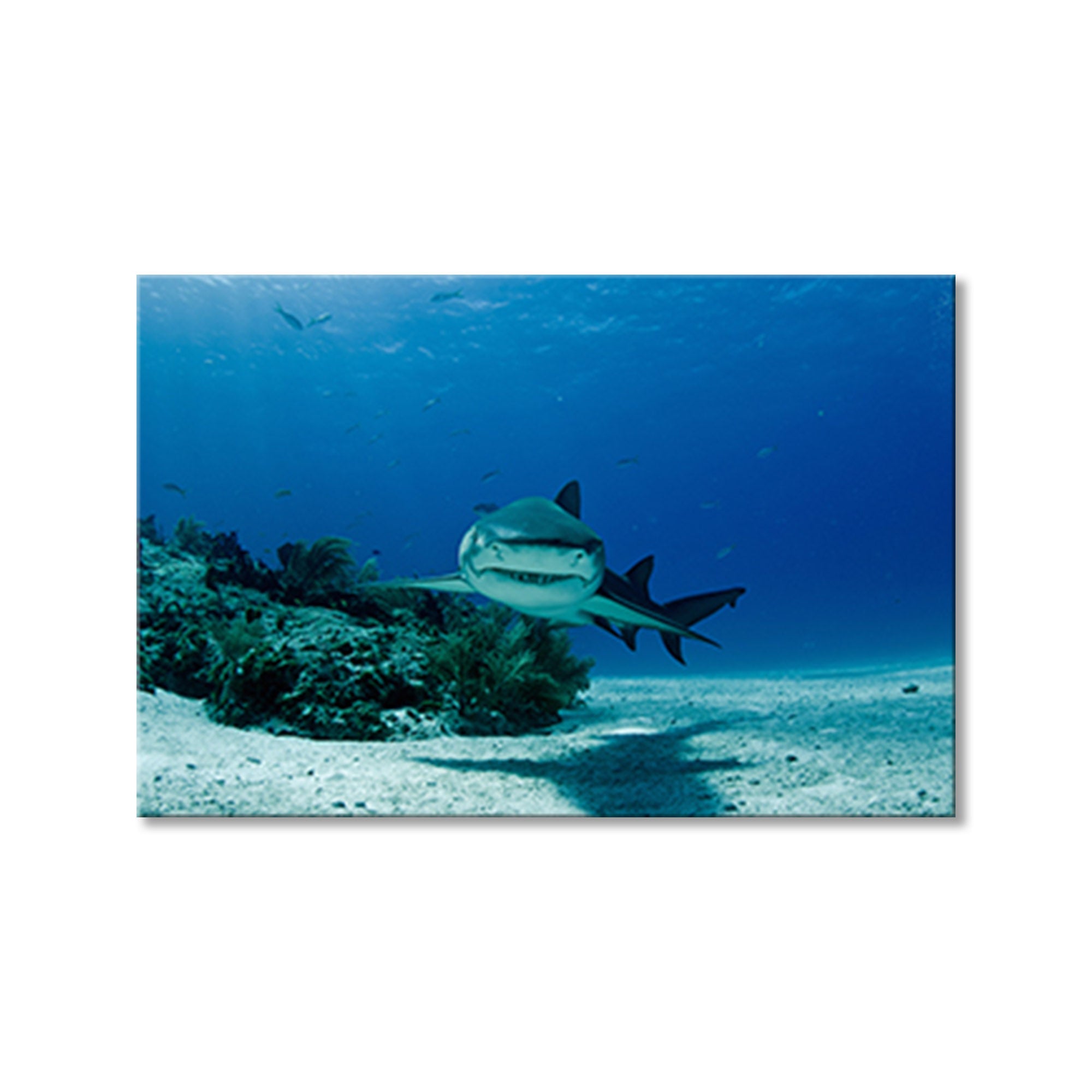 Shark II | Christopher Doherty | Art Firm