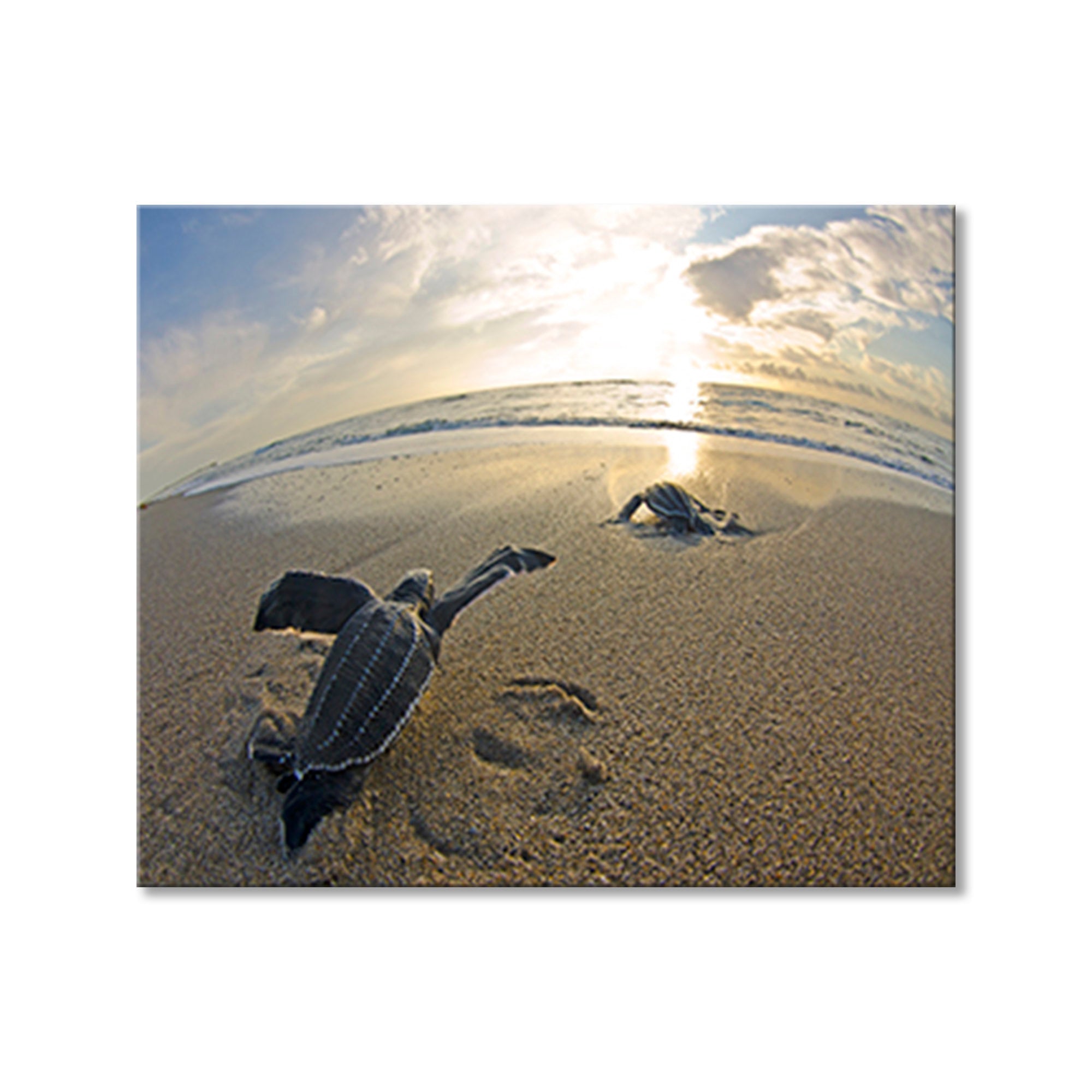 Leatherback | Christopher Doherty | Art Firm