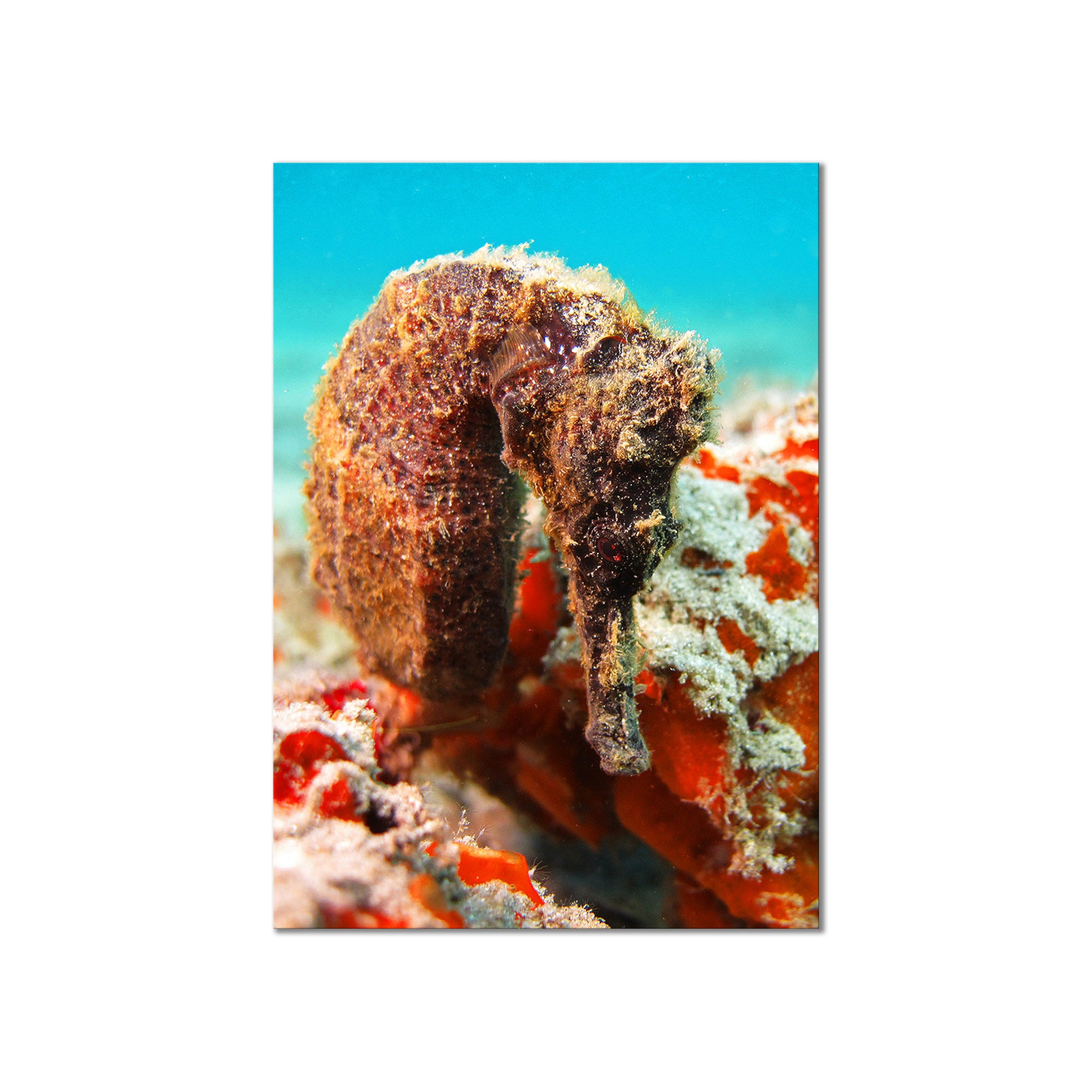 Seahorse | Christopher Doherty | Art Firm