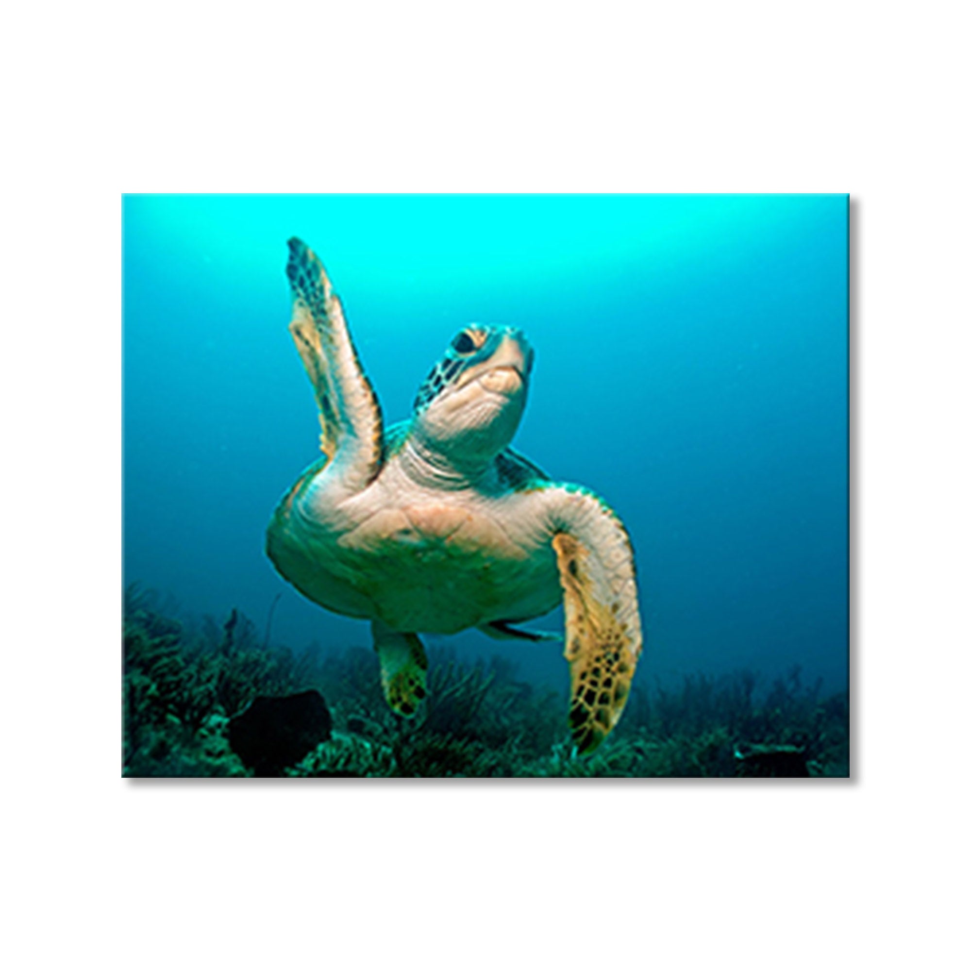 Turtle High Five | Christopher Doherty | Art Firm