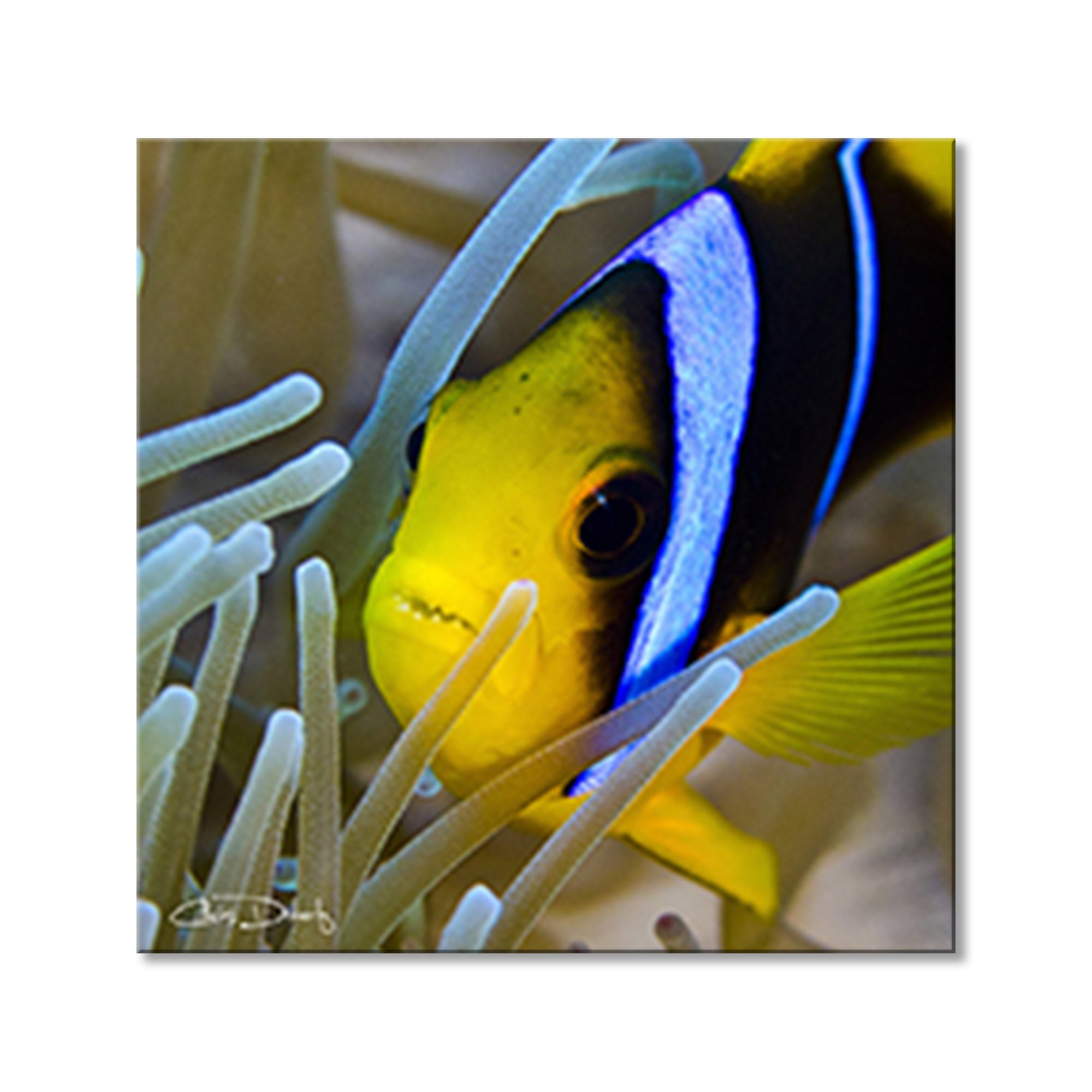 Underwater Rays | Christopher Doherty | Art Firm